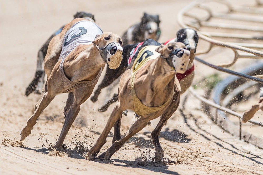 Greyhound Racing to Be Ruled Illegal? – Regulated Gaming Reviews ...